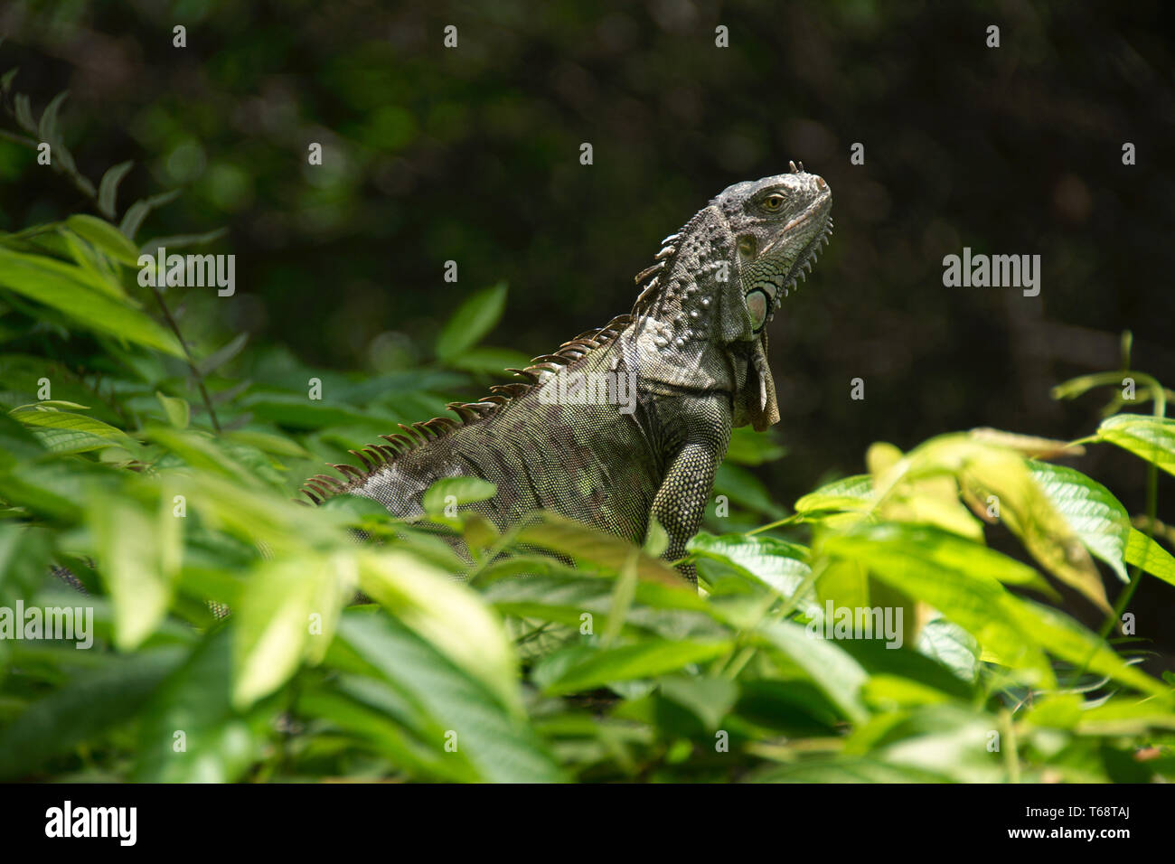 Green iguana iguana iguana sunbathing hi-res stock photography and ...