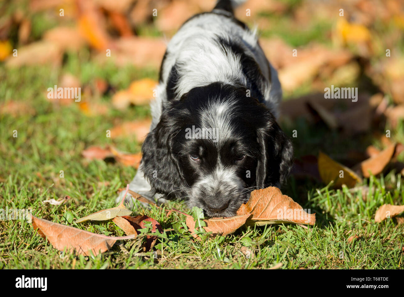 English cocker spaniel n hi-res stock photography and images - Alamy