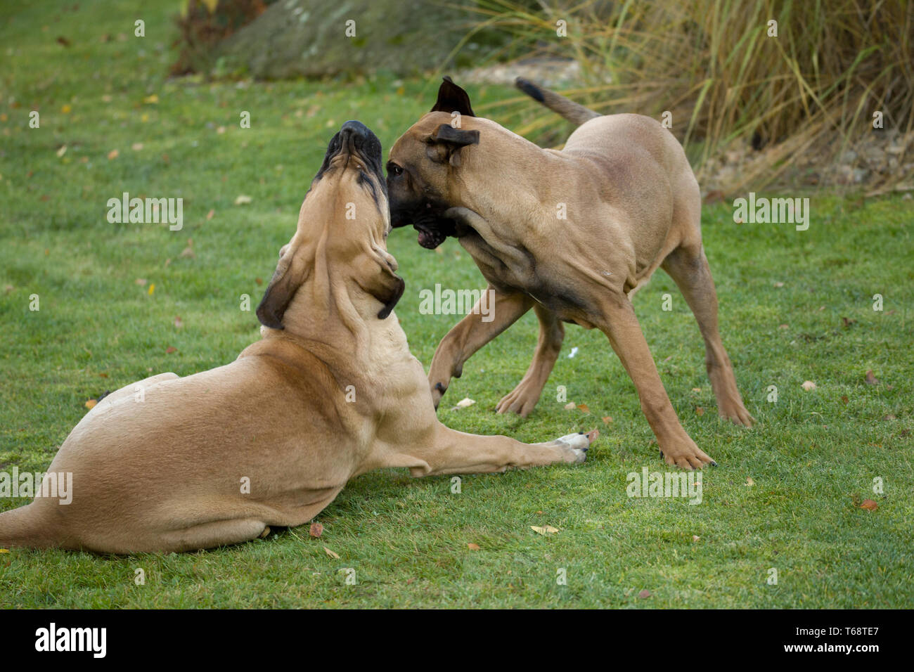 two female of Fila Brasileiro (Brazilian Mastiff Stock Photo - Alamy
