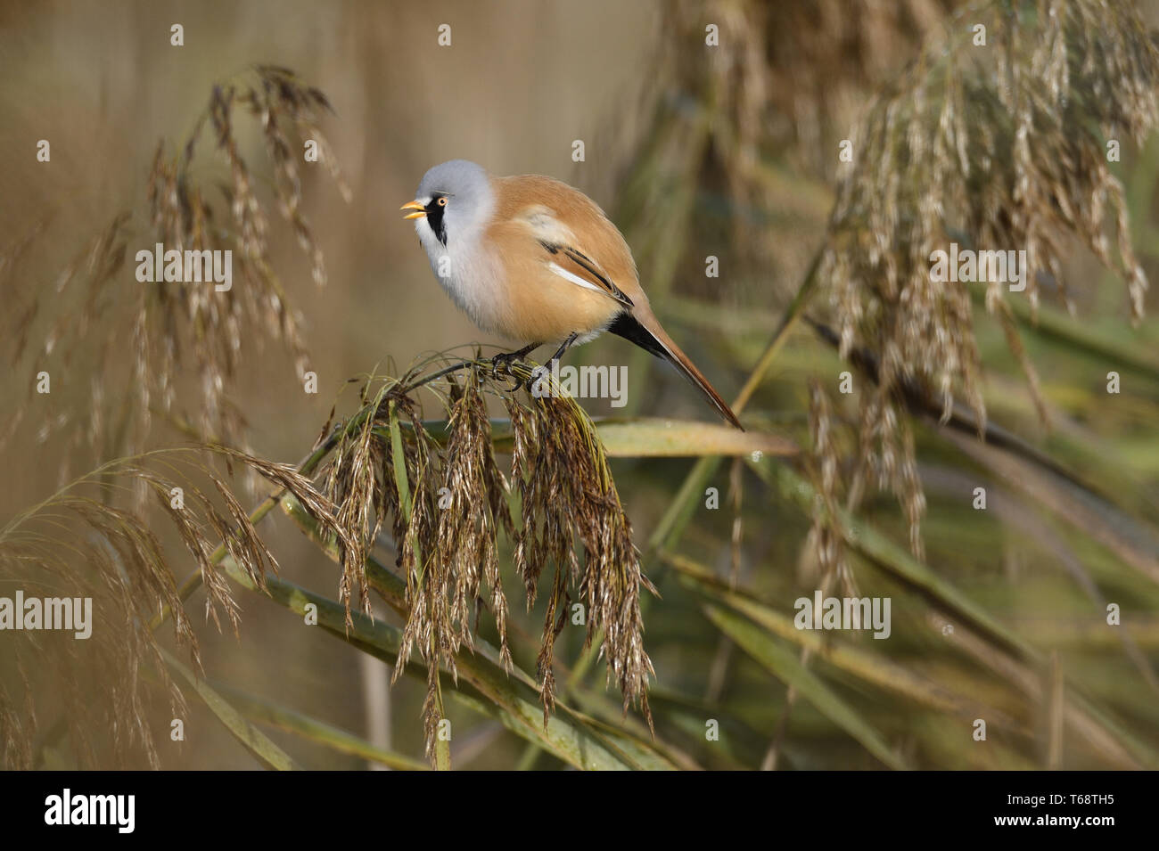 Bearded Reedling, Panurus biarmicus Stock Photo - Alamy