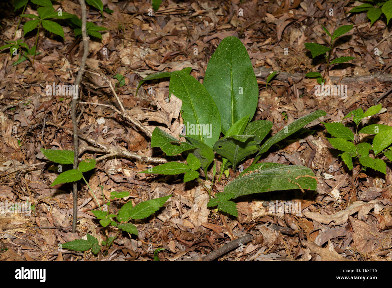 Wild Comfrey Plant