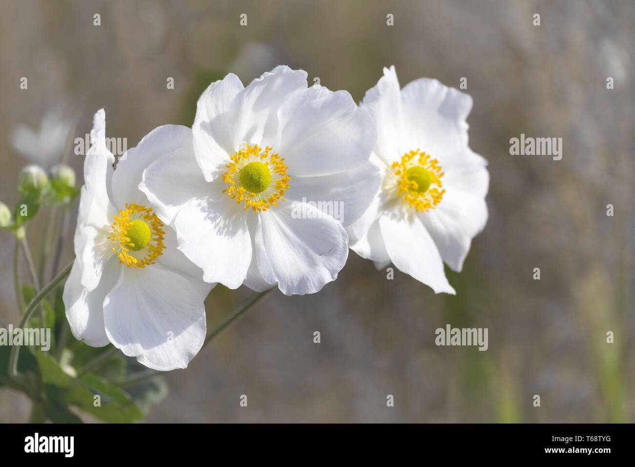 Autumn anemone (Anemone hupehensis Stock Photo - Alamy
