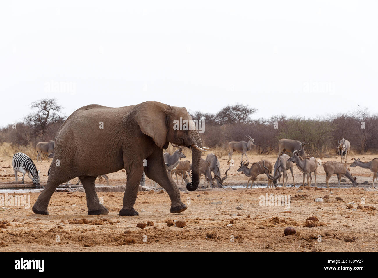 African ele hi-res stock photography and images - Alamy