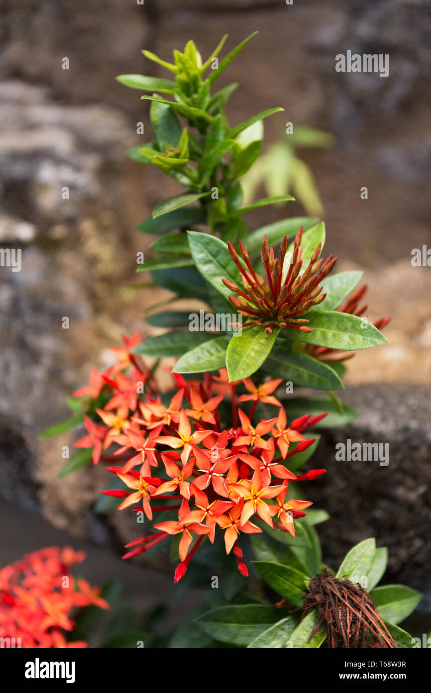 wild Ixora Flower in Bali Stock Photo - Alamy
