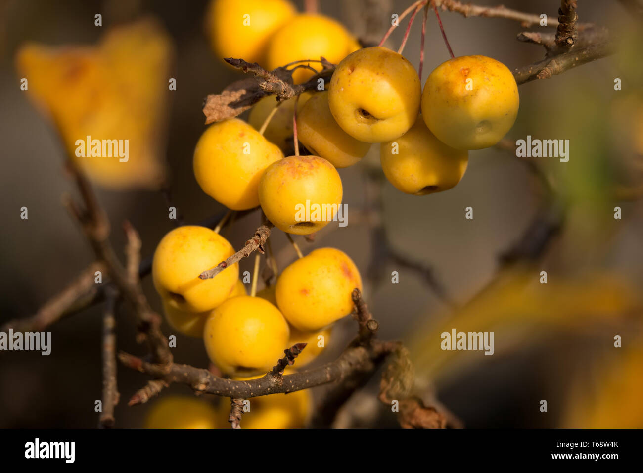Yellow crab apples hi-res stock photography and images - Alamy