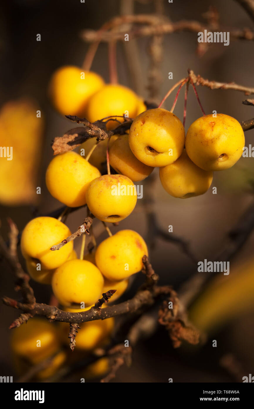 yellow Crab Apples Golden Hornet Stock Photo - Alamy