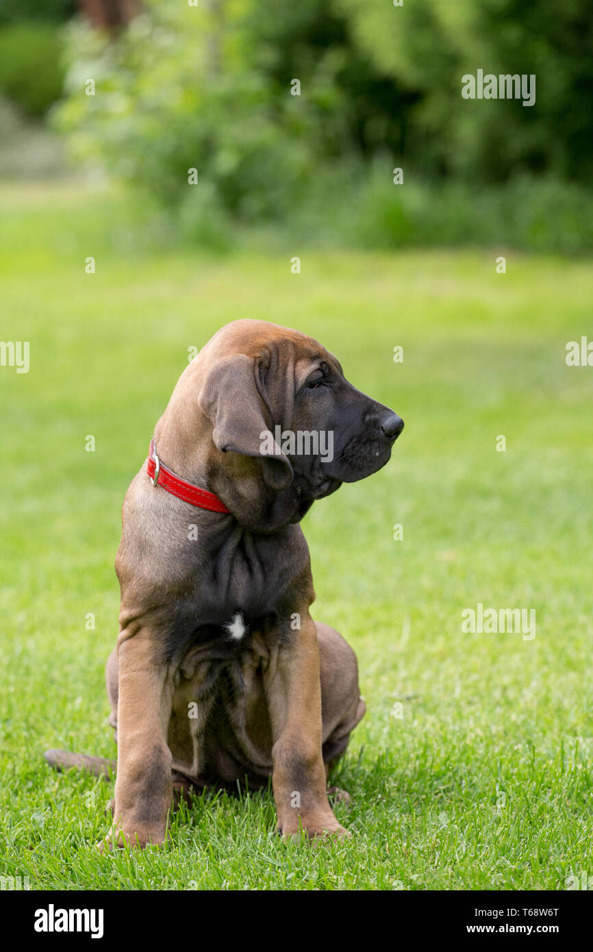 young puppy of Fila Brasileiro (Brazilian Mastiff Stock Photo - Alamy