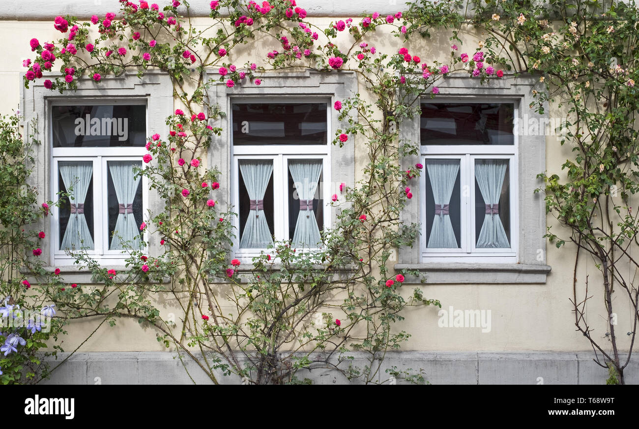 Window with climbing roses Stock Photo - Alamy