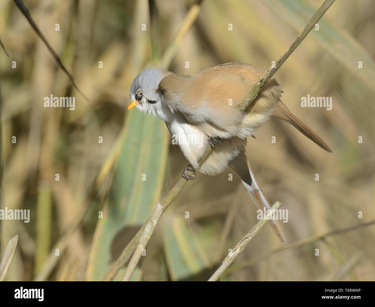 Bearded Reedling, Panurus biarmicus Stock Photo - Alamy