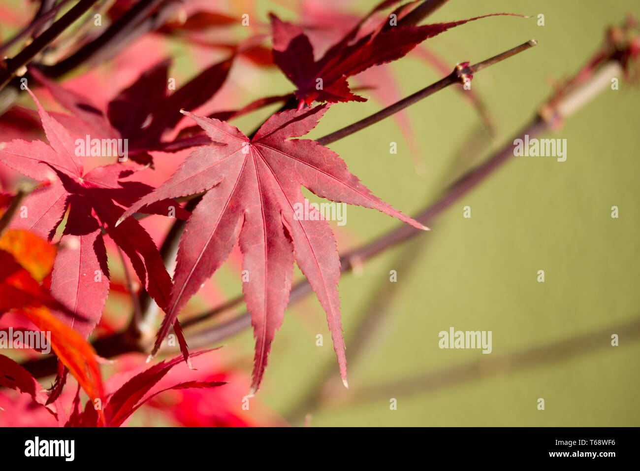 natural red maple leaf background Stock Photo - Alamy
