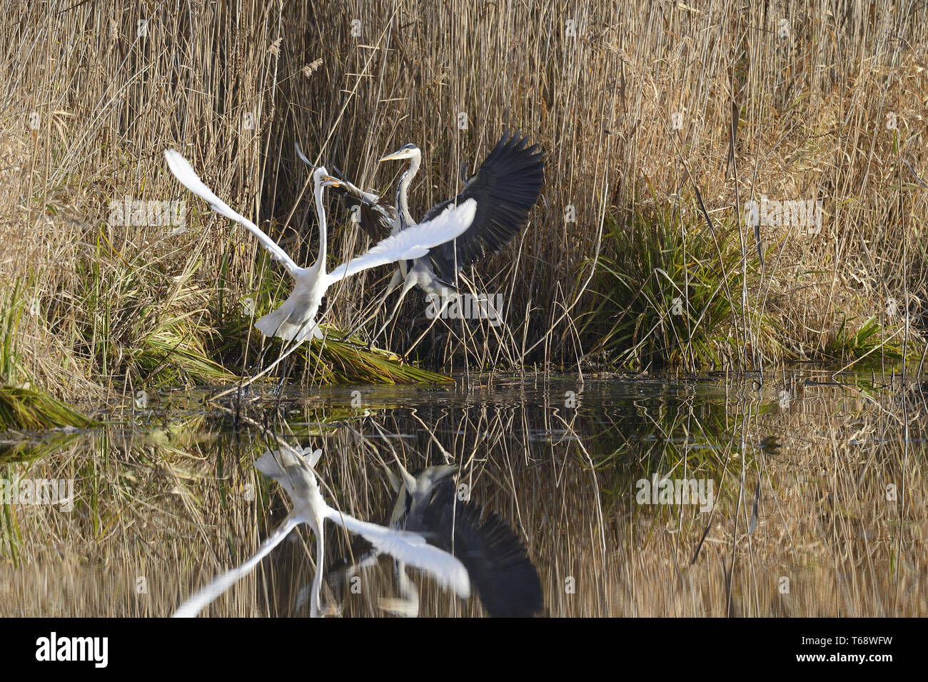Great egret, Adrea Alba Stock Photo - Alamy