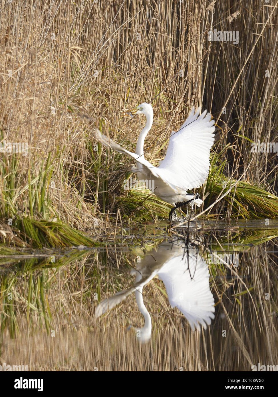 Great egret, Adrea Alba Stock Photo - Alamy
