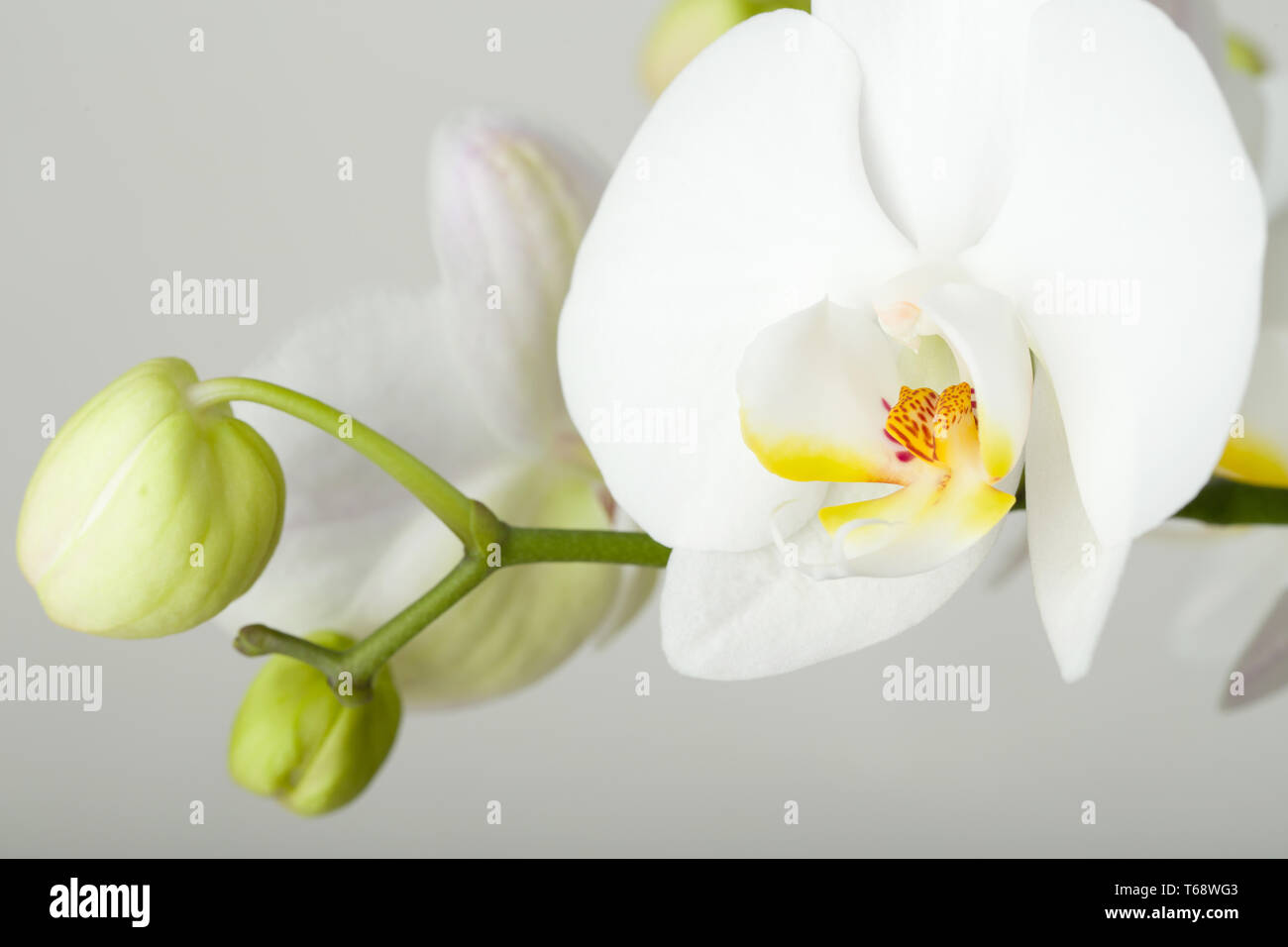 romantic branch of white orchid Stock Photo - Alamy