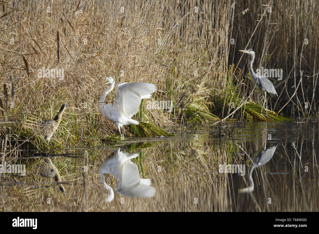 Great egret, Adrea Alba Stock Photo - Alamy