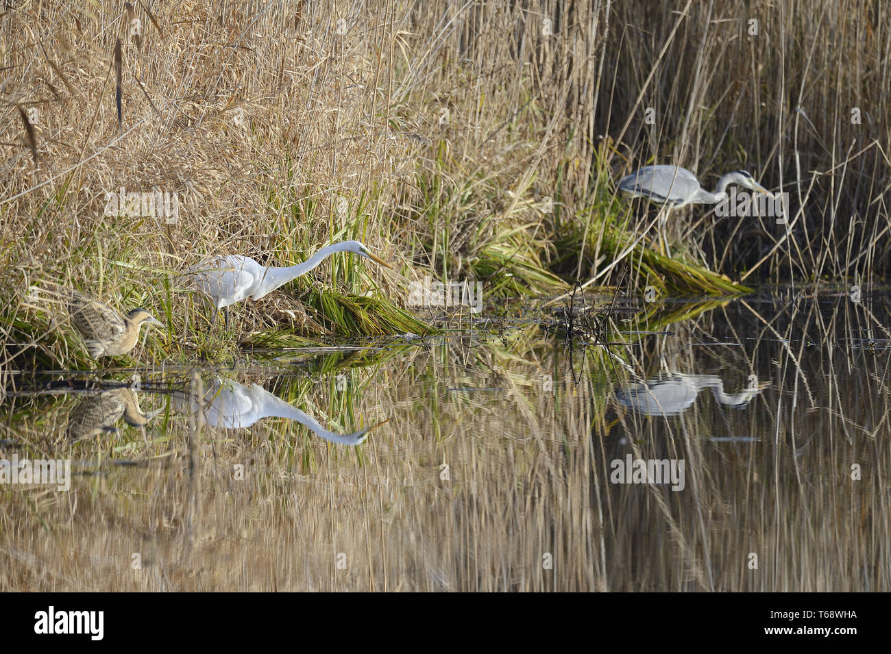 Great egret, Adrea Alba Stock Photo - Alamy