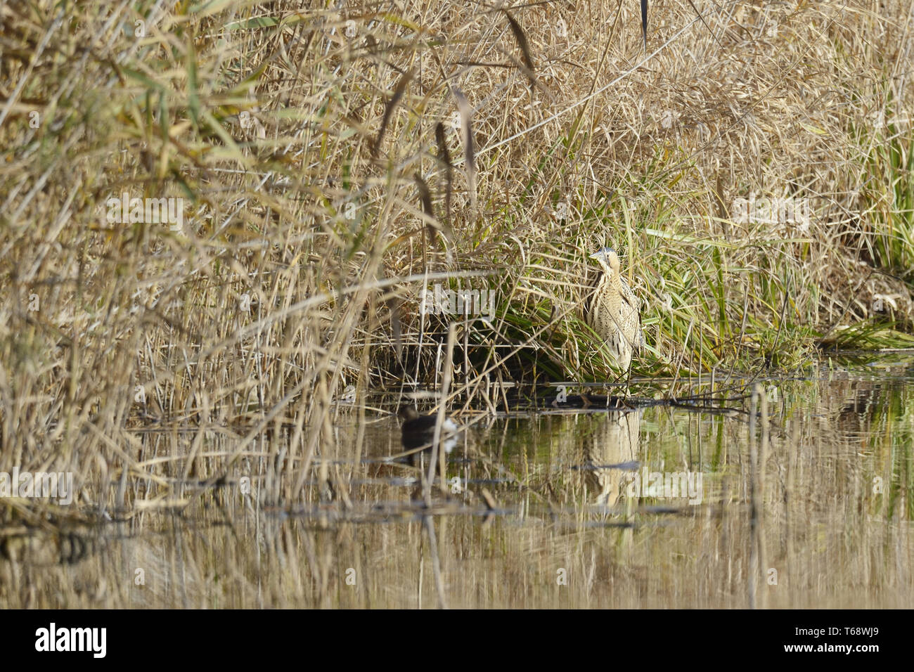 Common bittern, Botaurus stellaris Stock Photo - Alamy