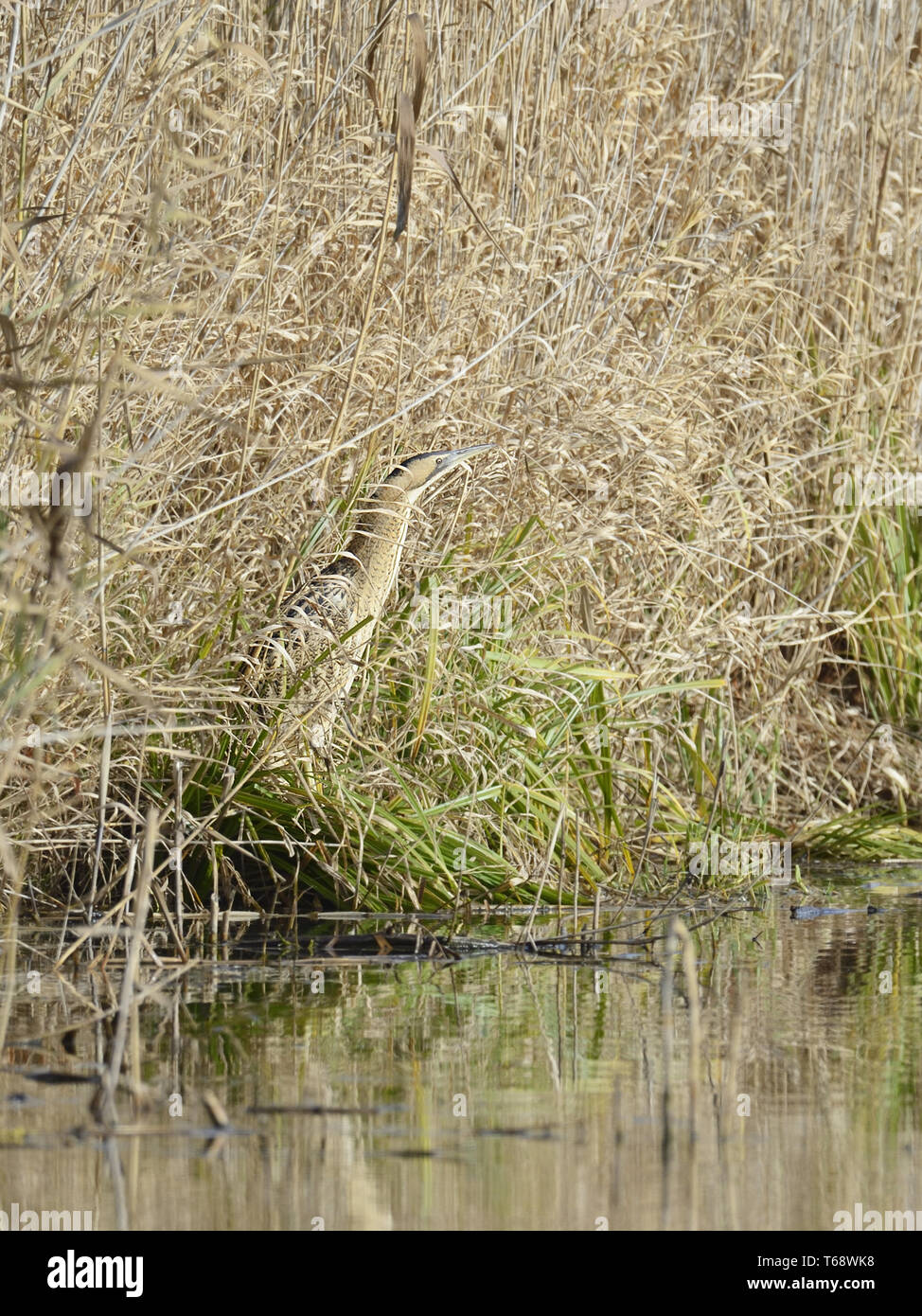 Common bittern, Botaurus stellaris Stock Photo - Alamy