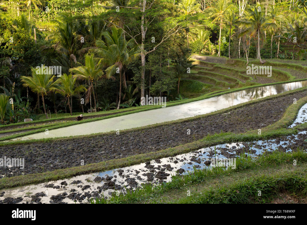 Rice terraced paddy fields Stock Photo - Alamy