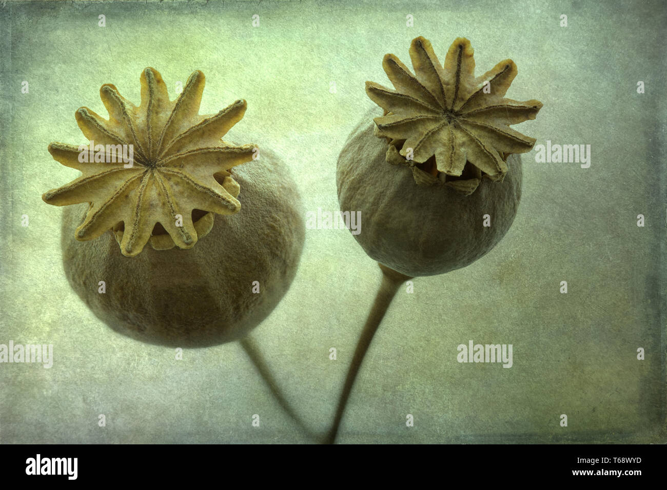 poppy seed capsule Stock Photo - Alamy