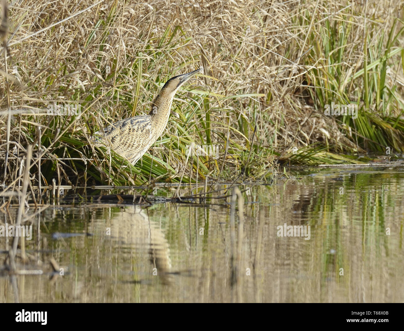 Common bittern, Botaurus stellaris Stock Photo - Alamy