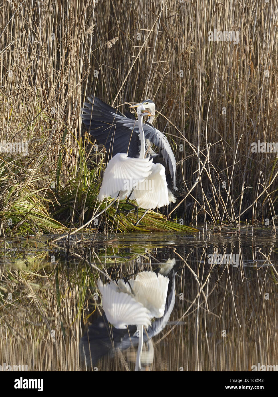 Great egret, Adrea Alba Stock Photo - Alamy