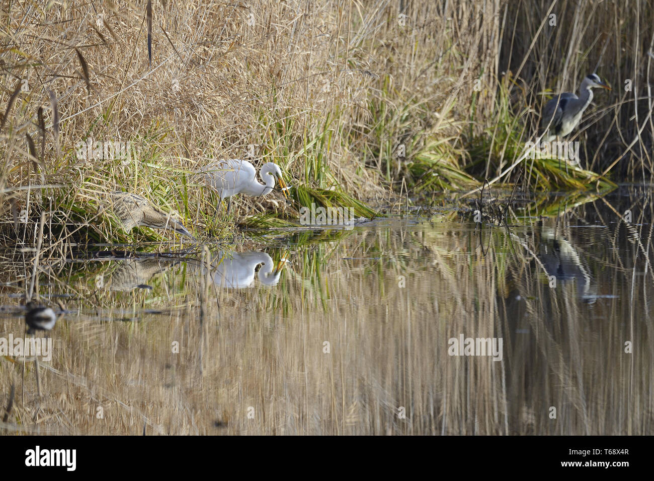 Great egret, Adrea Alba Stock Photo - Alamy