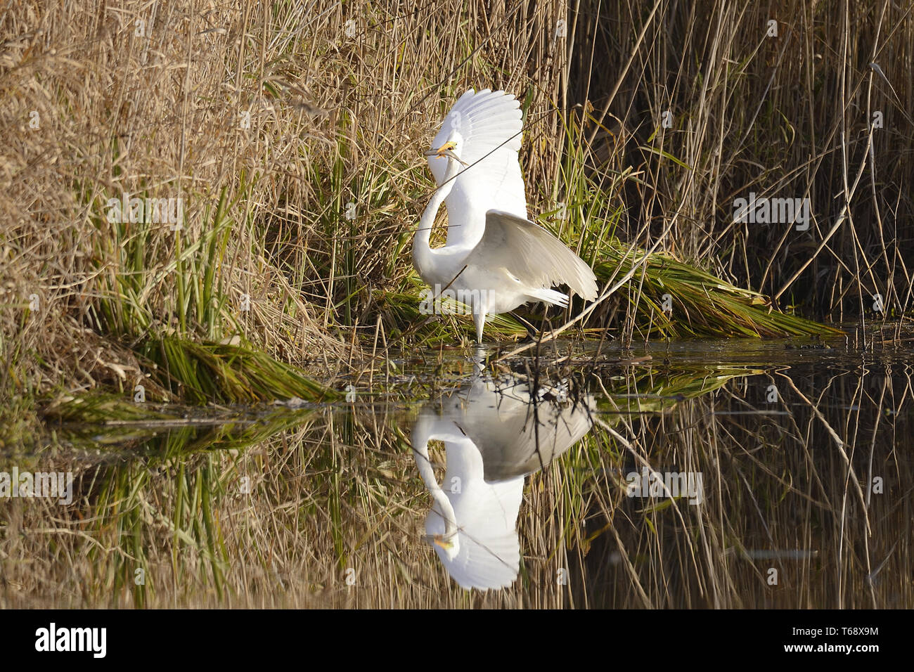 Great egret, Adrea Alba Stock Photo - Alamy