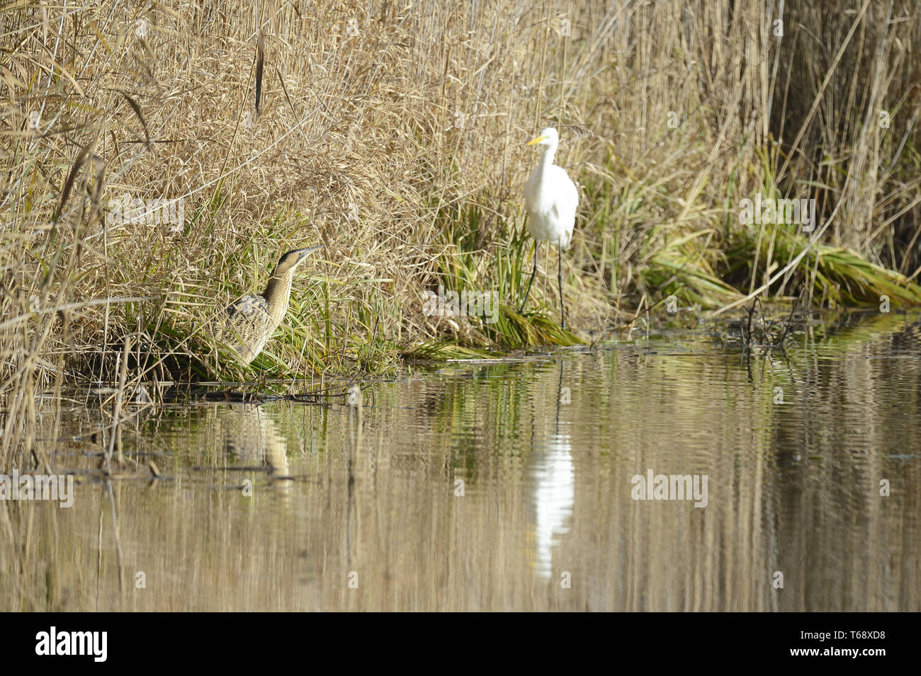 Great egret, Adrea Alba Stock Photo - Alamy