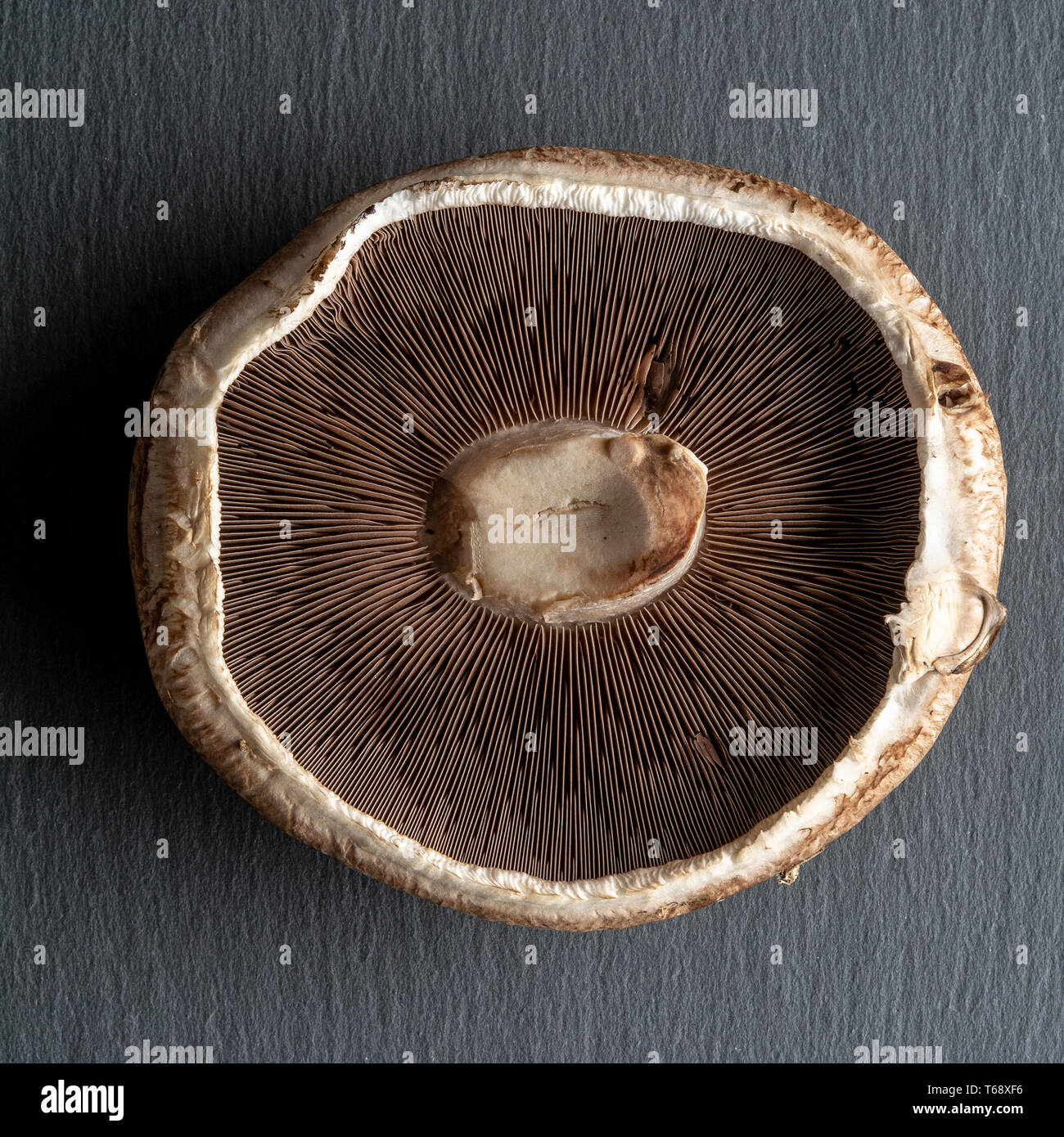 Mushroom gill underside hi-res stock photography and images - Alamy