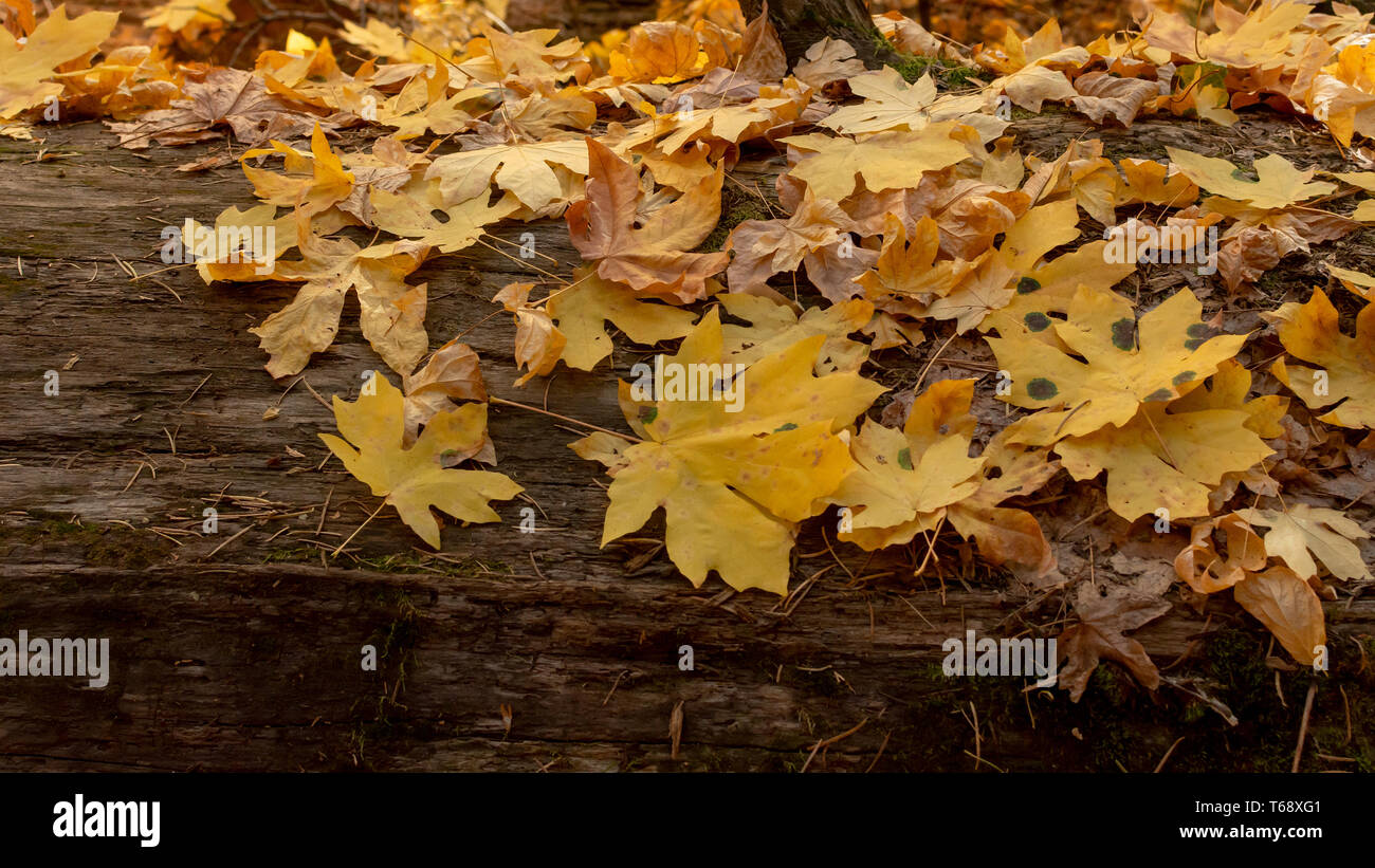 Big yellow Maple, Acer macrophyllum leaves on a log with leaf spots at Calaveras Big Trees State ...
