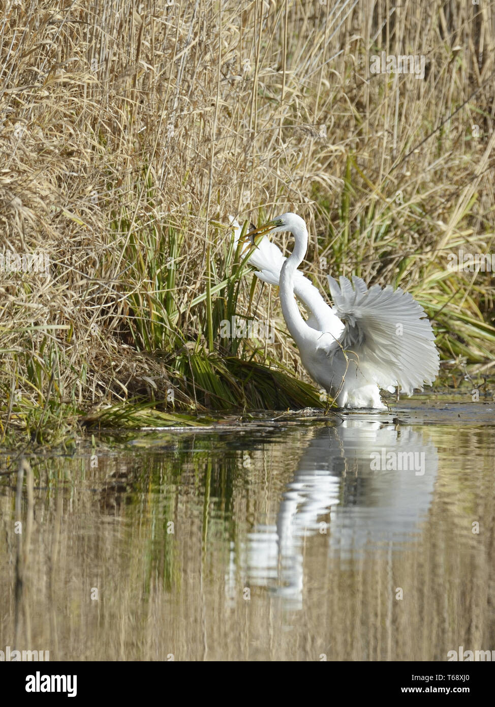 Great egret, Adrea Alba Stock Photo - Alamy
