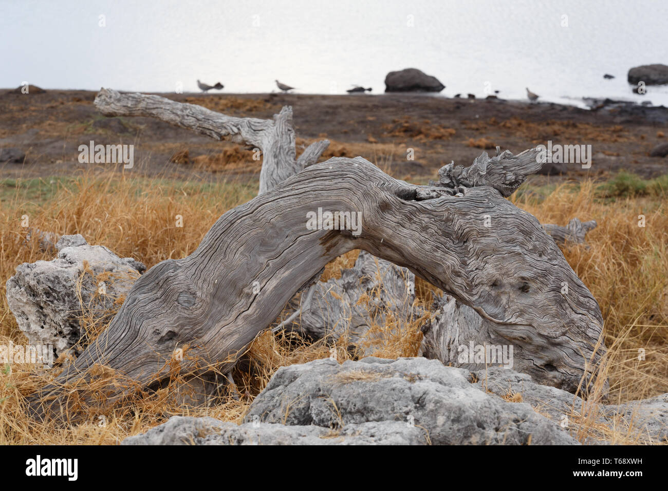 landscape namibia game reserve Stock Photo - Alamy