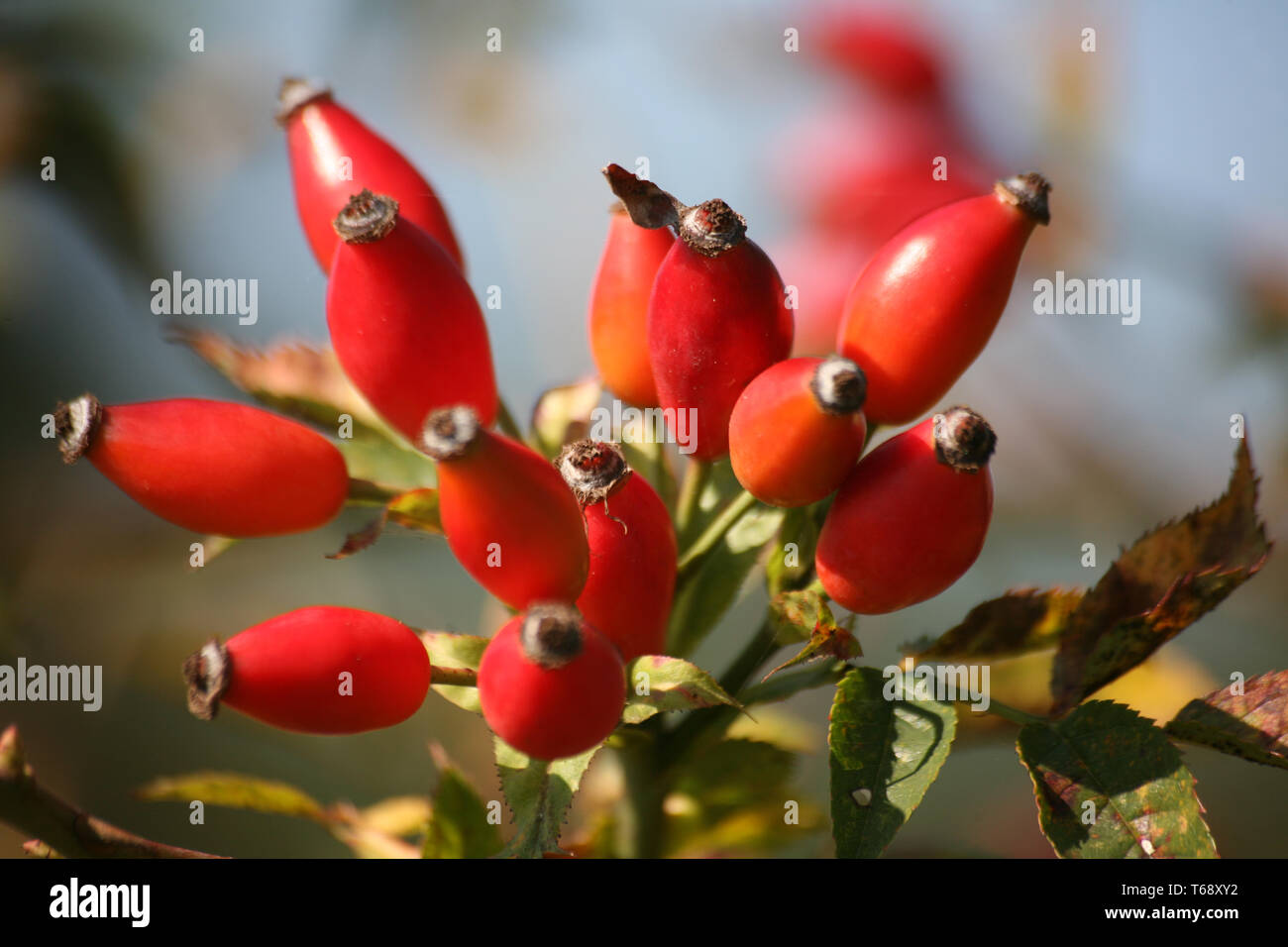 Rosehip or dog rose, Rosa canina Stock Photo - Alamy