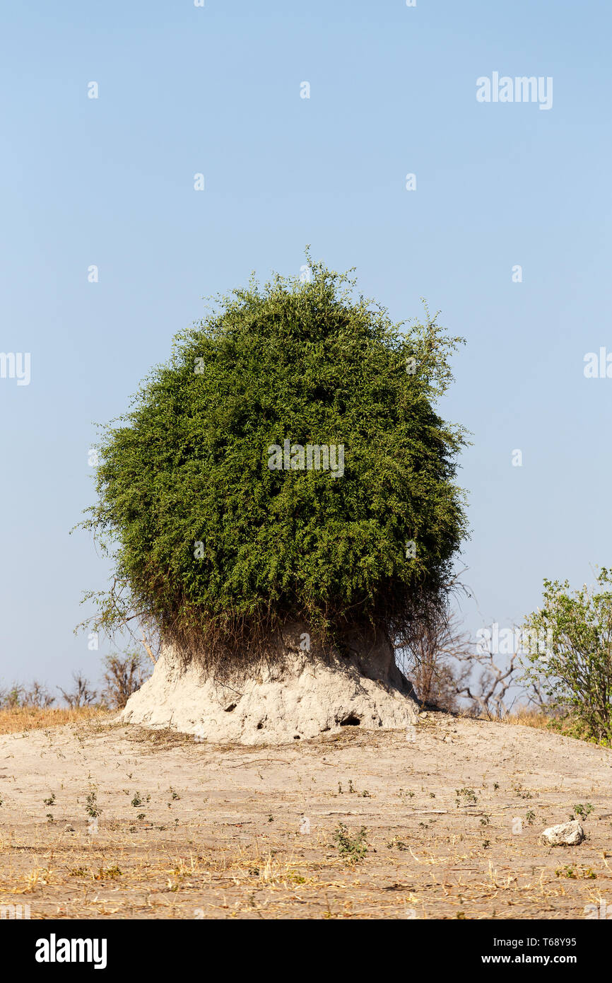 termite mound overgrown with green bush Stock Photo - Alamy