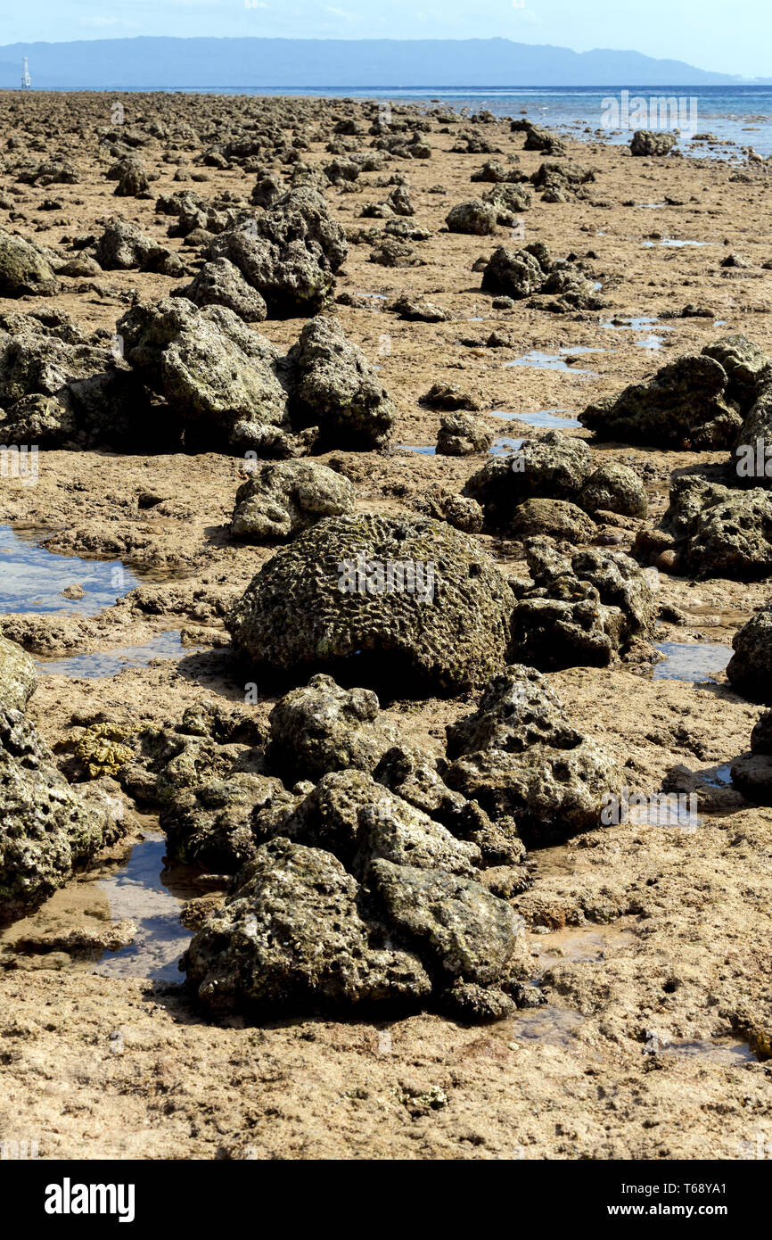 coral in low tide, indonesia Stock Photo - Alamy