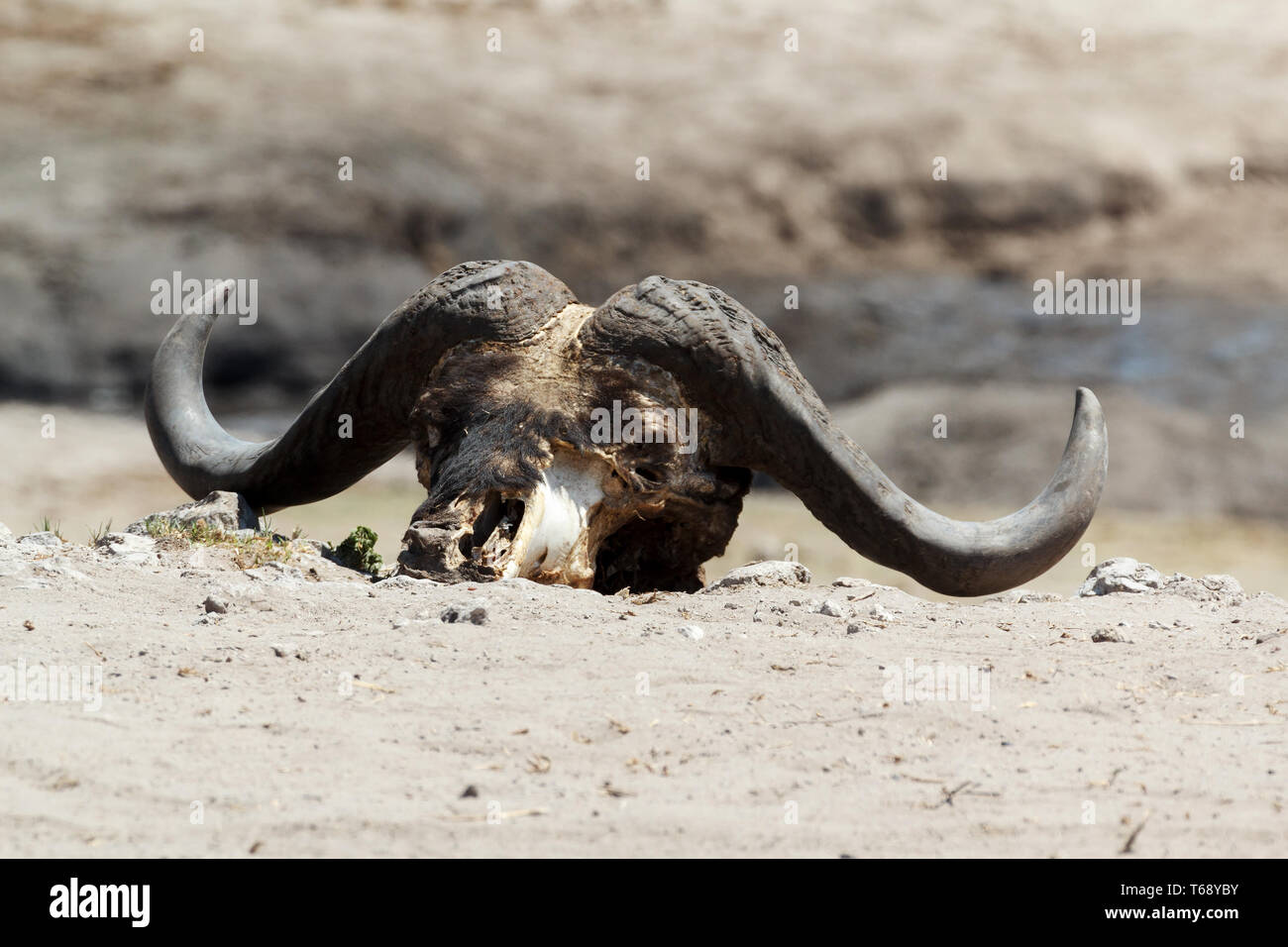 Black buffalo in dead hi-res stock photography and images - Alamy