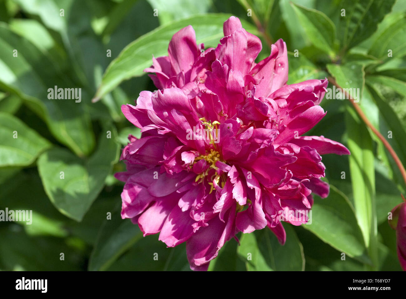 Peony, Paeonia officinalis Stock Photo - Alamy