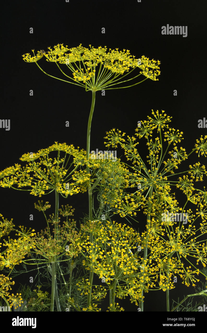 Dill, Anethum graveolens, annual herb Stock Photo - Alamy