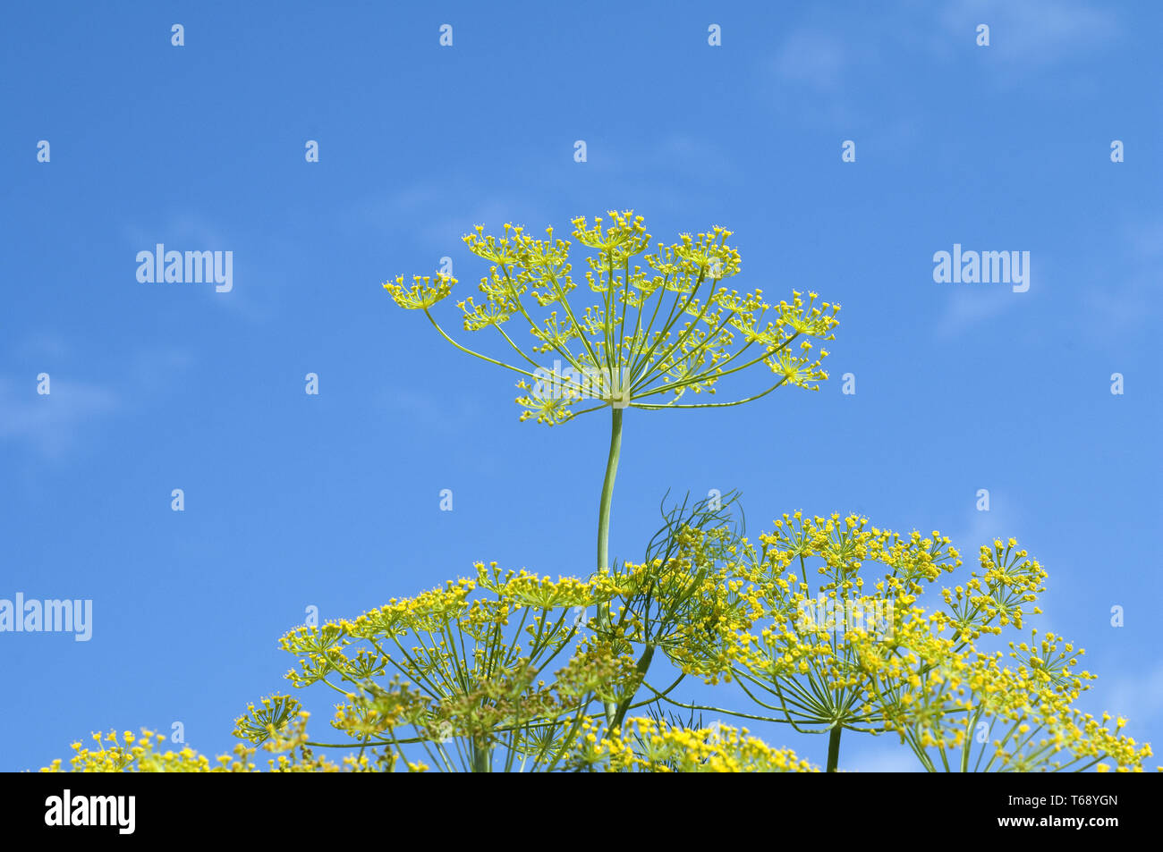 Dill, Anethum graveolens, annual herb Stock Photo - Alamy