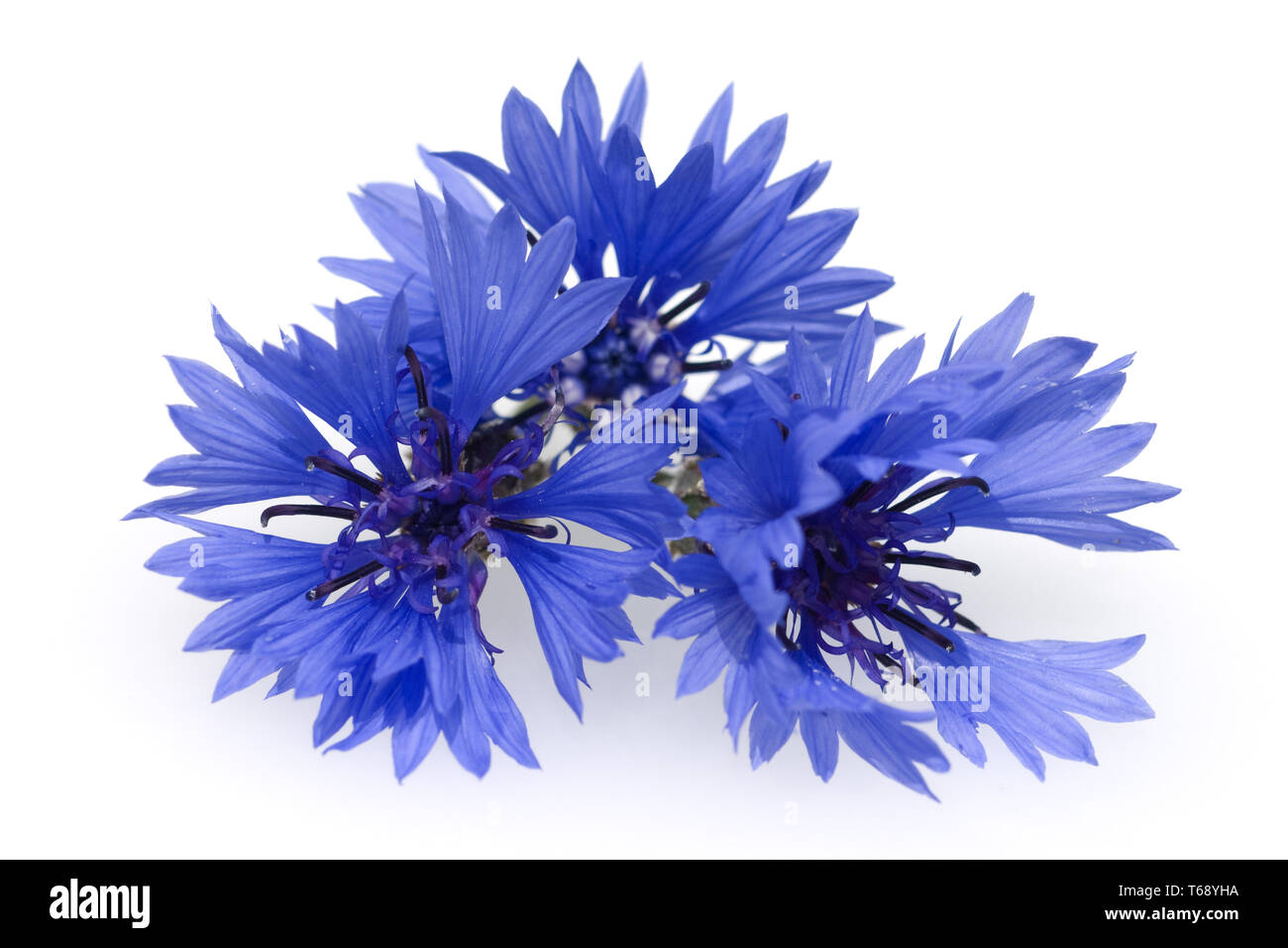 cornflower, Centaurea cyanus Stock Photo - Alamy