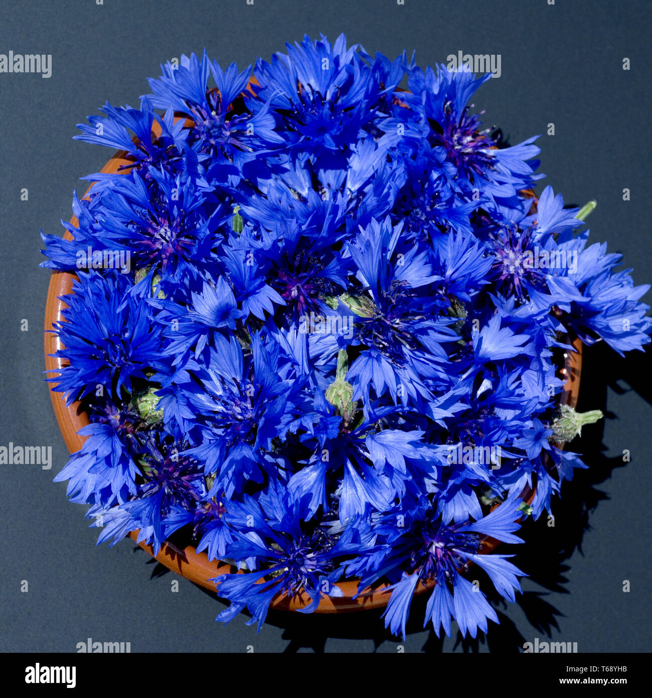 cornflower, Centaurea cyanus Stock Photo - Alamy