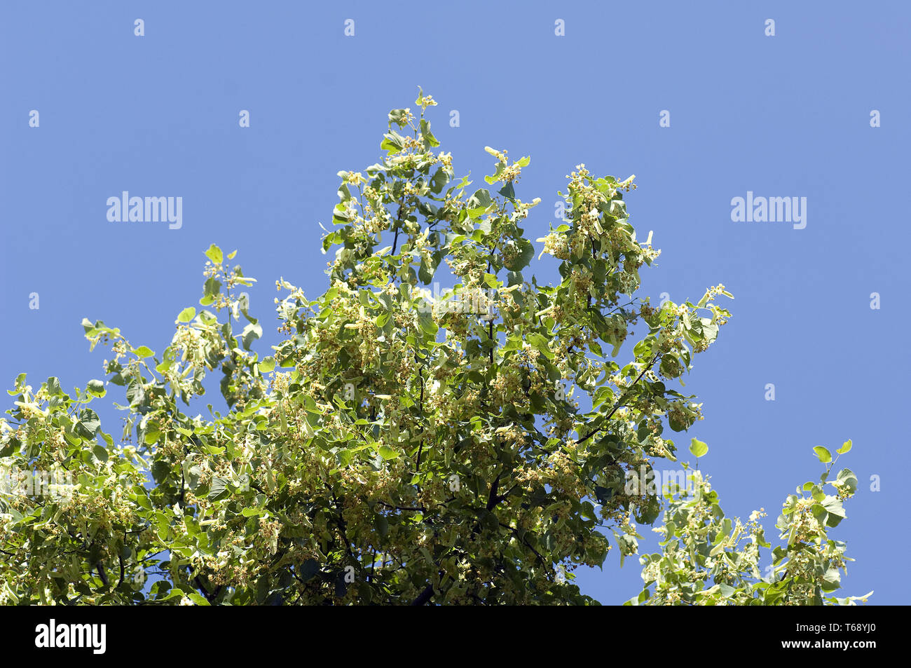 linden tree, genus tilia Stock Photo - Alamy