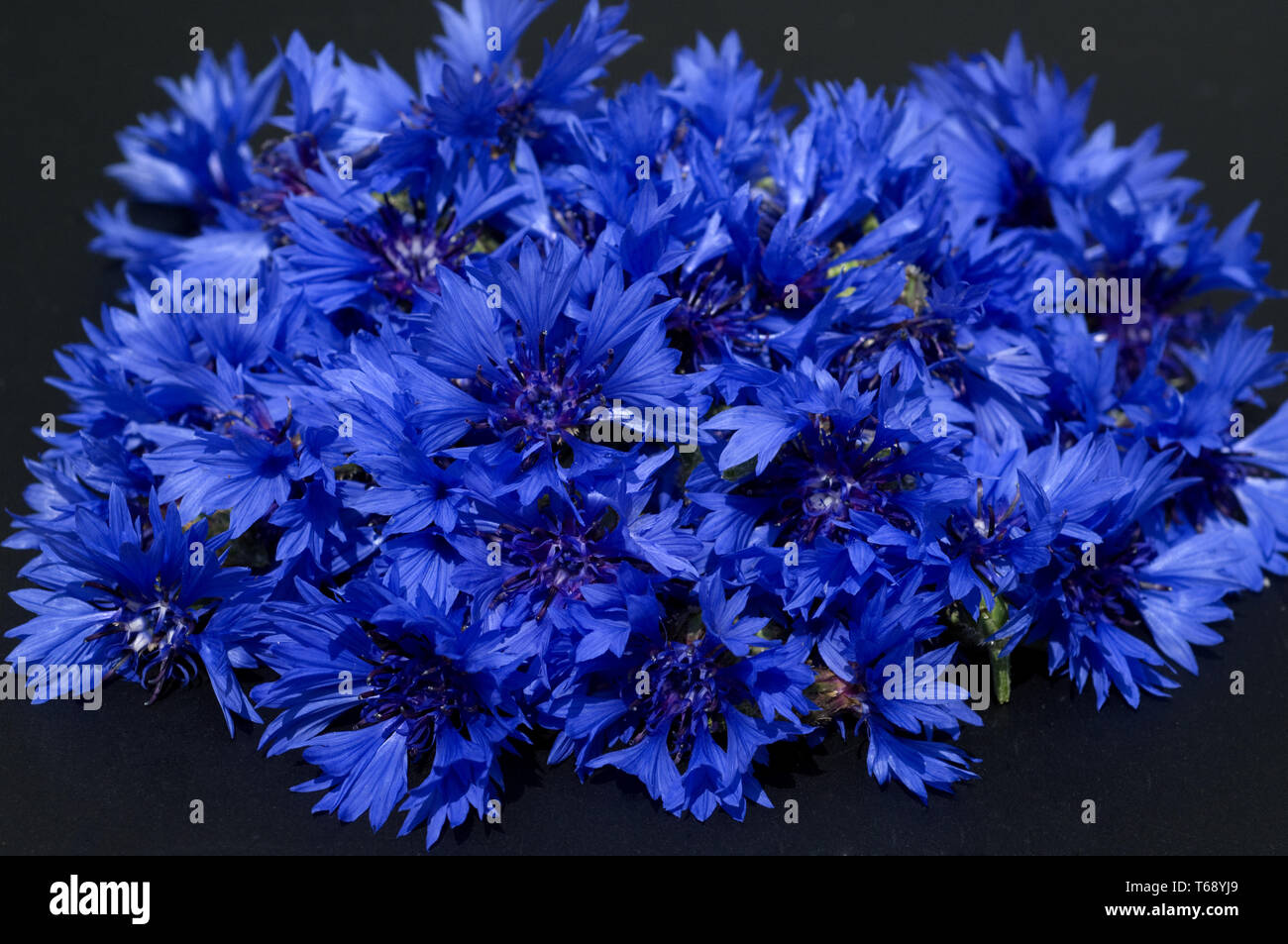 cornflower, Centaurea cyanus Stock Photo - Alamy