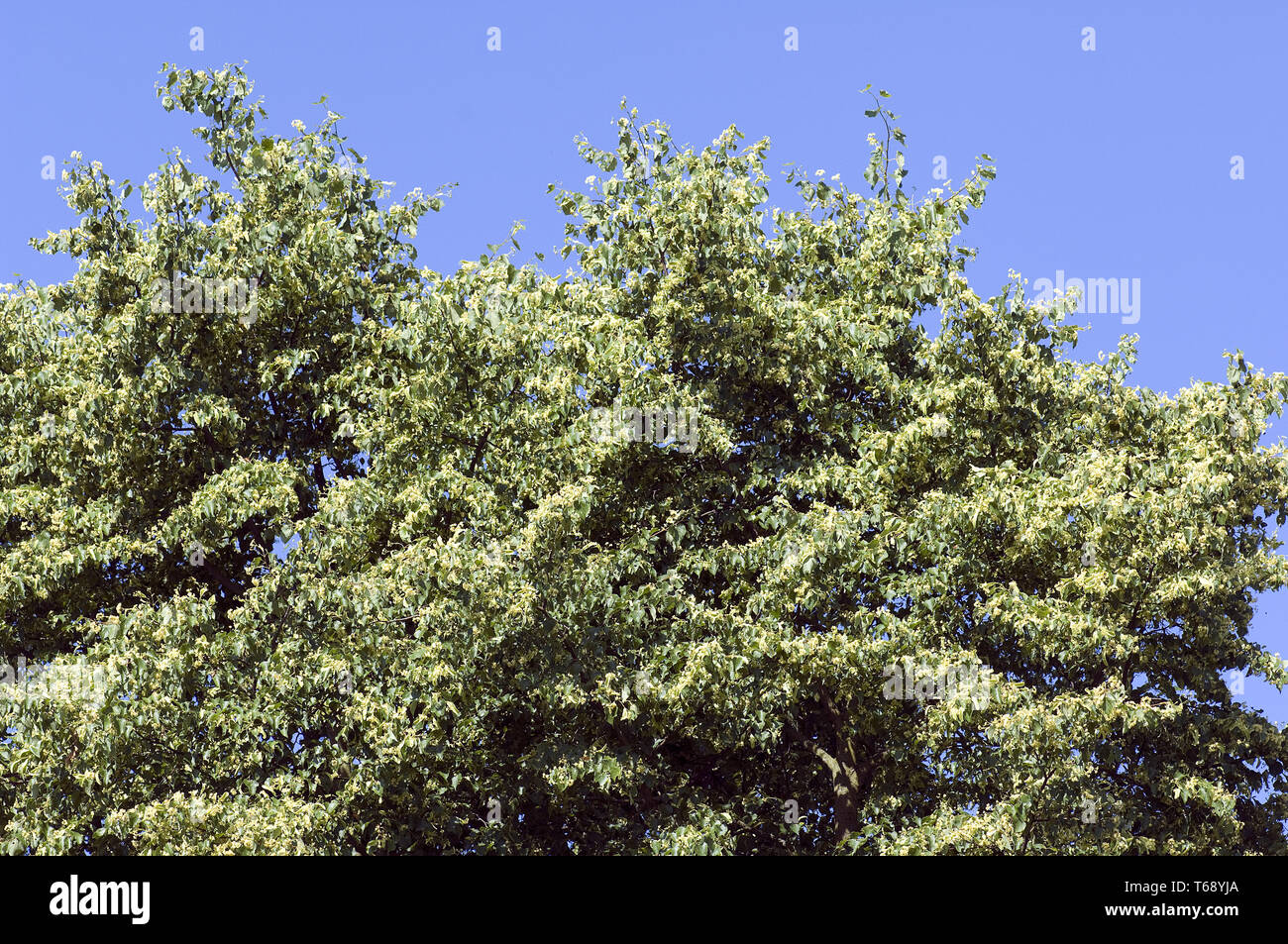 linden tree, genus tilia Stock Photo - Alamy