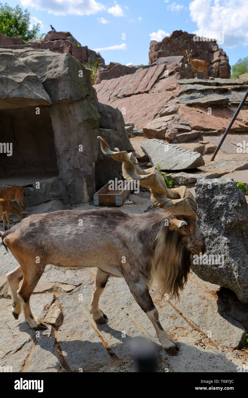 Screw-horned goat in the enclosure Stock Photo - Alamy