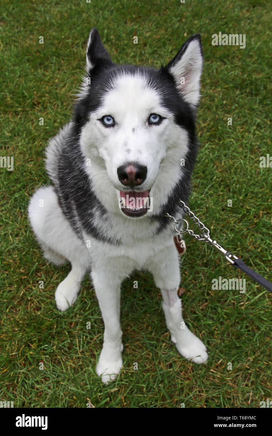 Female husky hi-res stock photography and images - Alamy