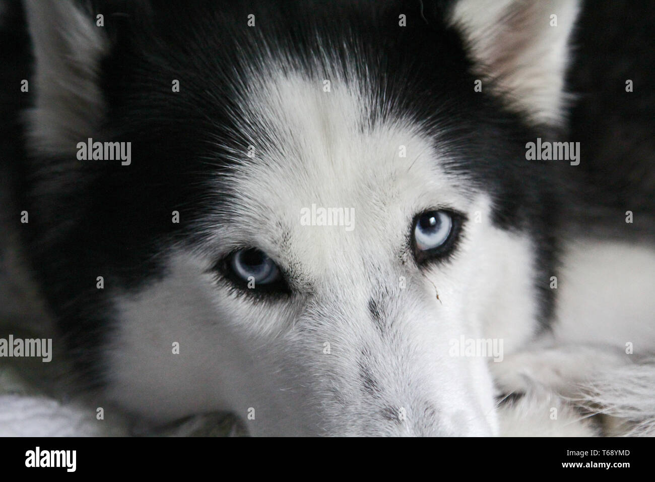 Female husky hi-res stock photography and images - Alamy