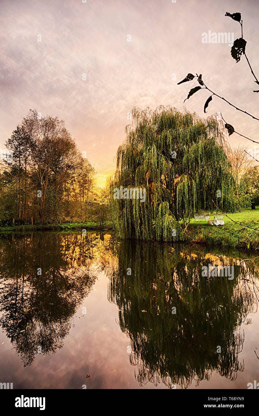 Weeping willow night autumn hi-res stock photography and images - Alamy