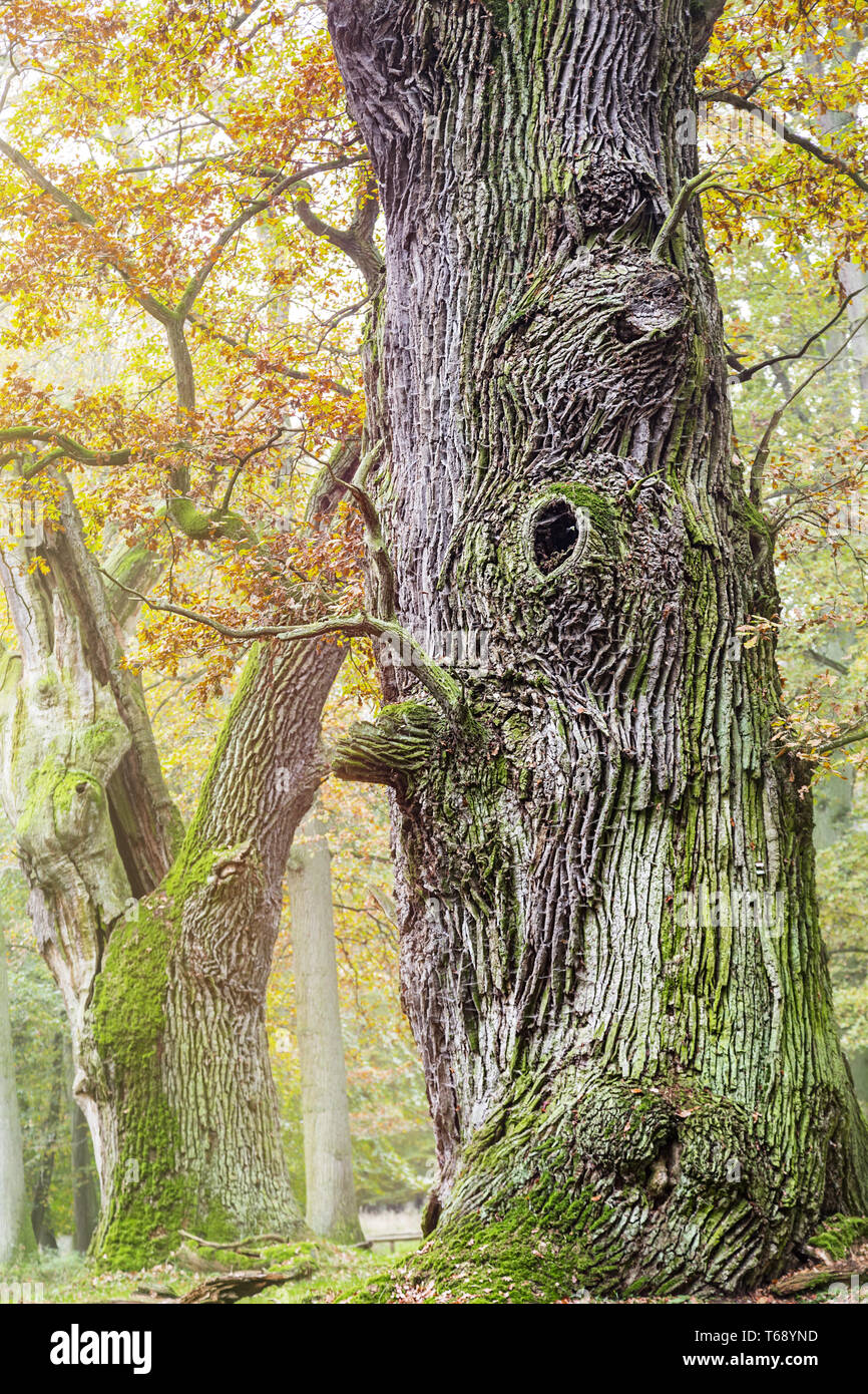 HDR shoot of an very old oak Stock Photo - Alamy