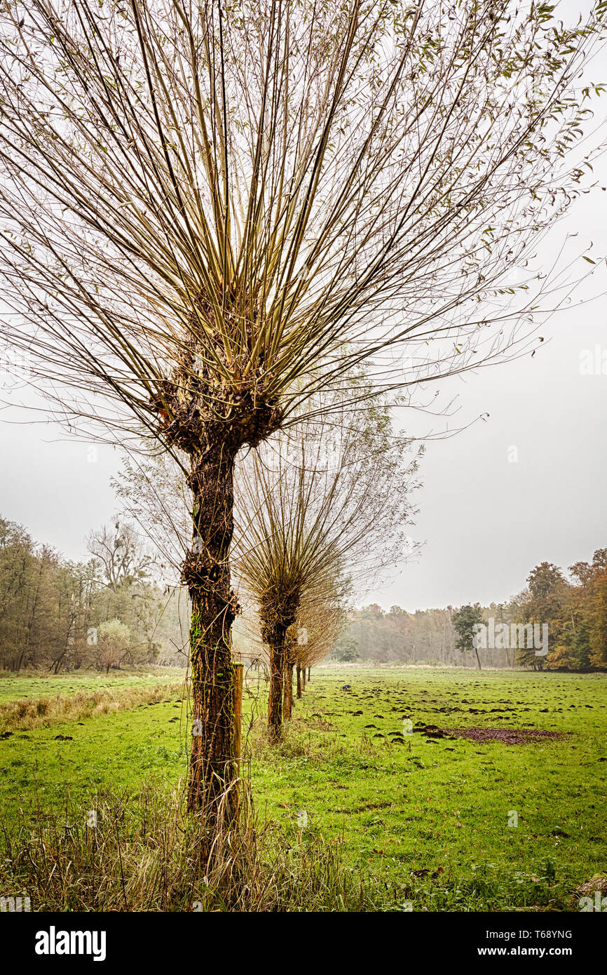willow trees in a row, in autumn Stock Photo - Alamy
